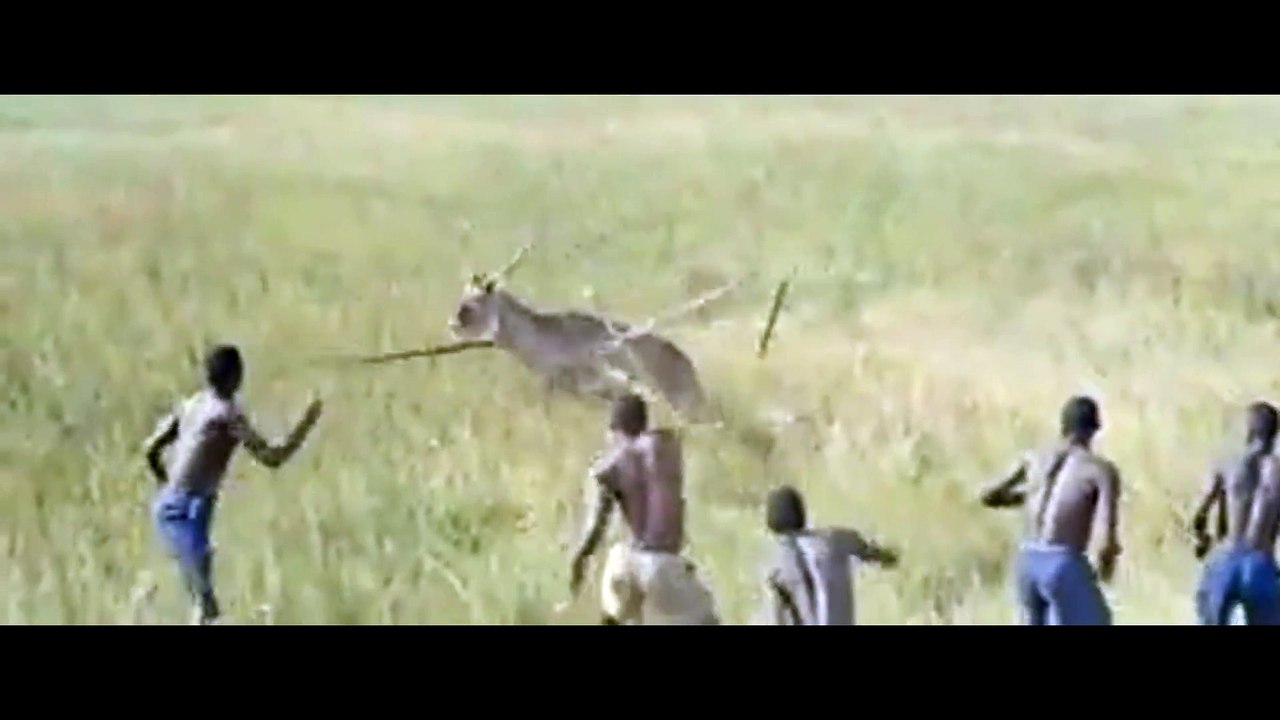 Amazing African Animals - Elephant Kills African Buffalo Wils Animals ...
