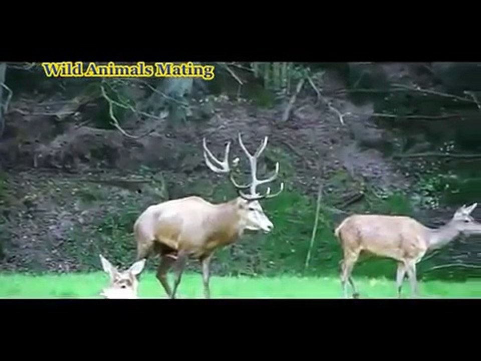 mating_animals,_Deer_Mating_Hard_in_the_Wild___Wild_Animals_Mating ...