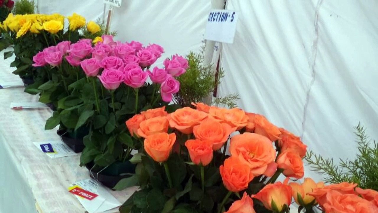 Rose & Flowers bookey festival in Pusa,Delhi- Amazing & Awesome feel ...