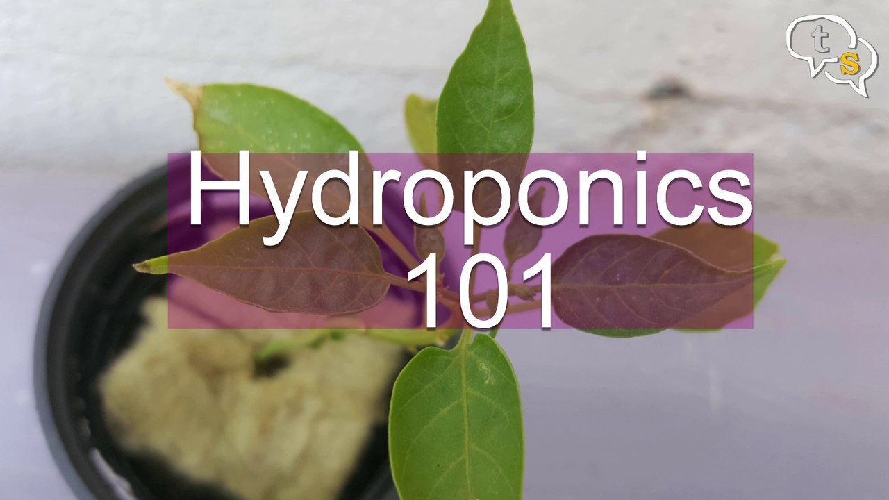 Hydroponics NFT system (nutrient film technique)| NFT setup| NFT design ...