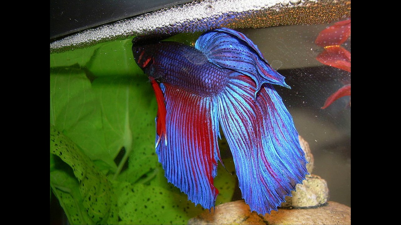 Veil tail betta fish - video Dailymotion