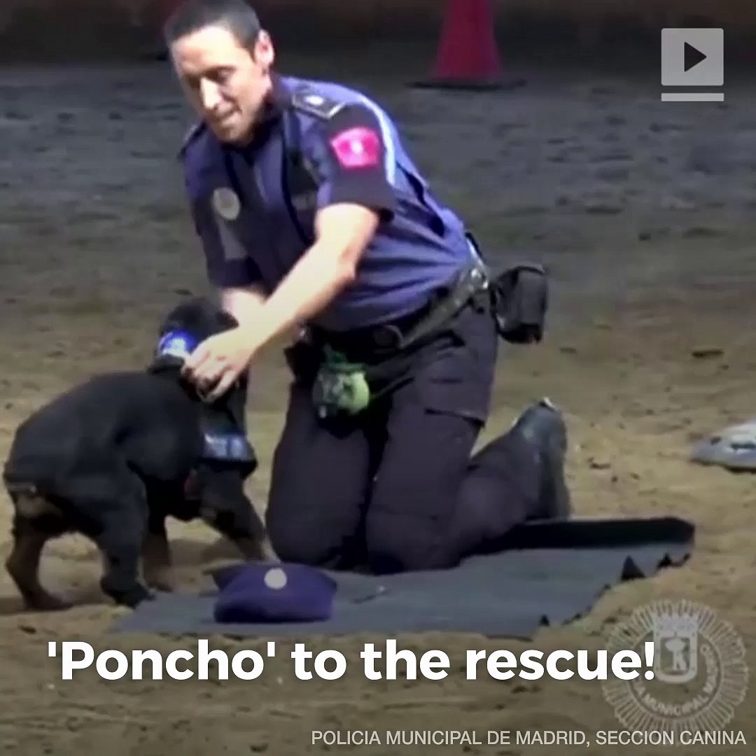 What Kind Of Dog Is Poncho The Police Dog