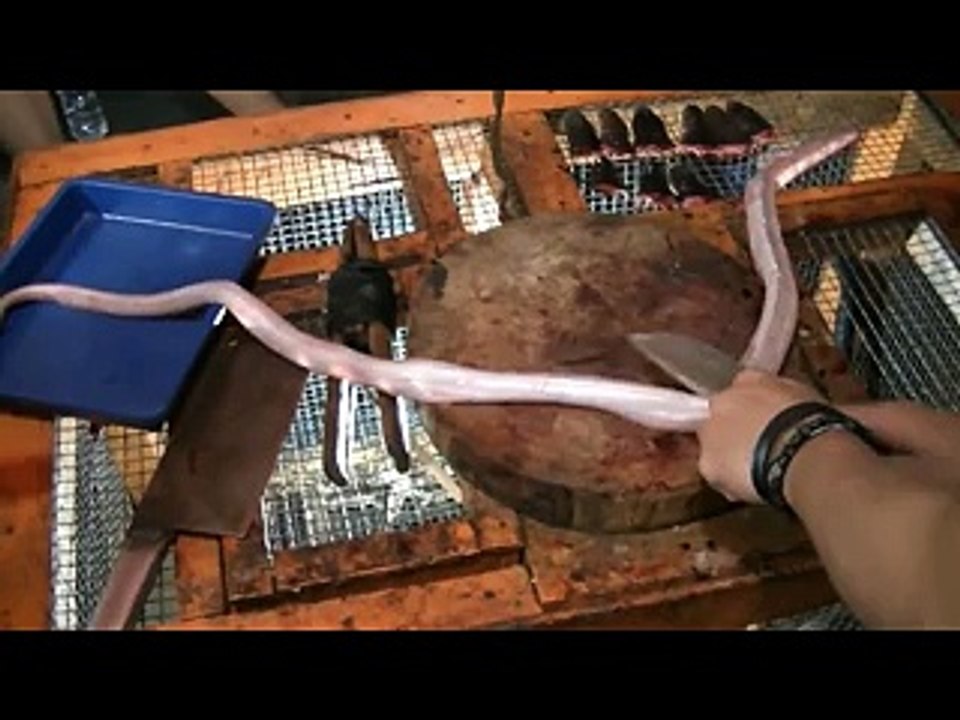 Sate Ular Cobra Jakarta Street Food, ENAK dan Berkhasiat by Semut TV ...