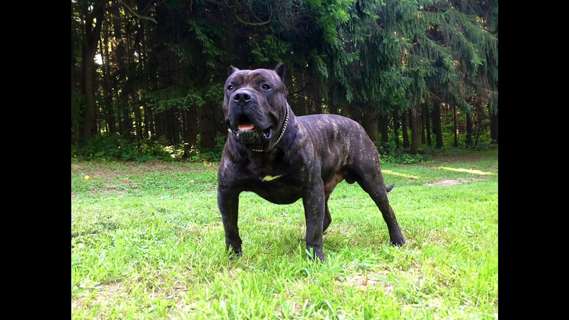 Are Staffies Loyal Dogs