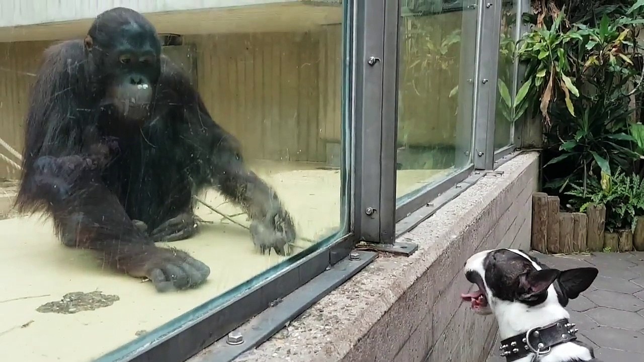 Chimpanzee Teases Dog with Stick - video Dailymotion