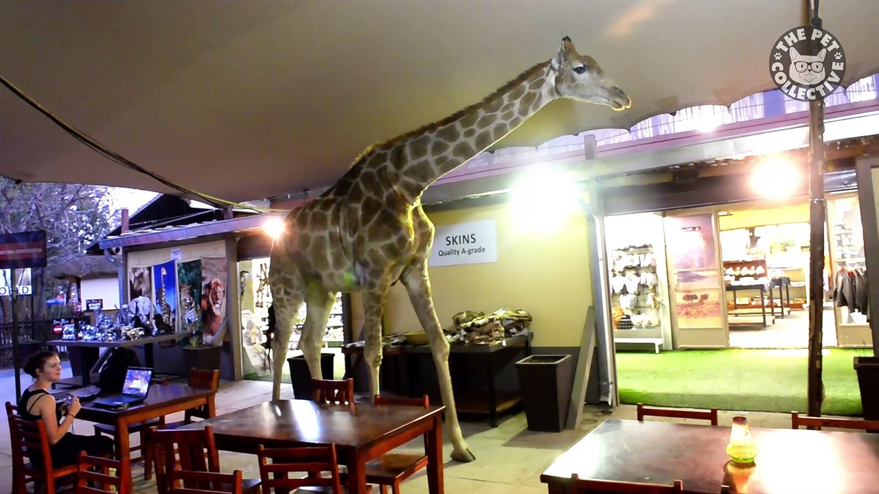 Awkward Giraffes | Funny Animal Compilation 2018 - video Dailymotion