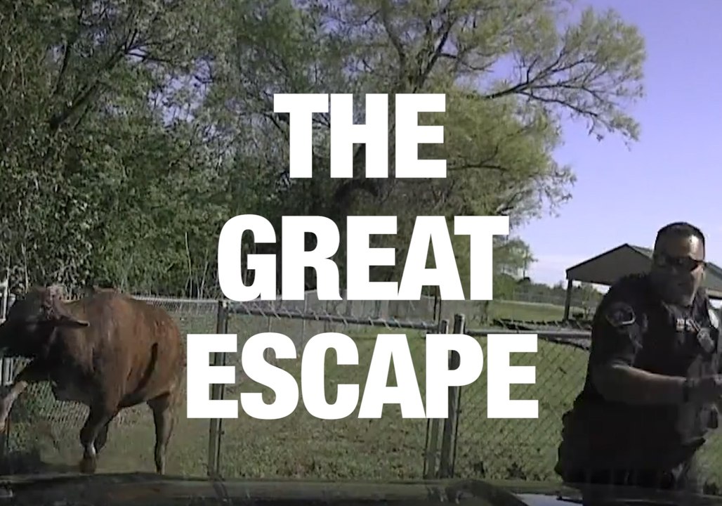 Animals Breaking Free - video Dailymotion