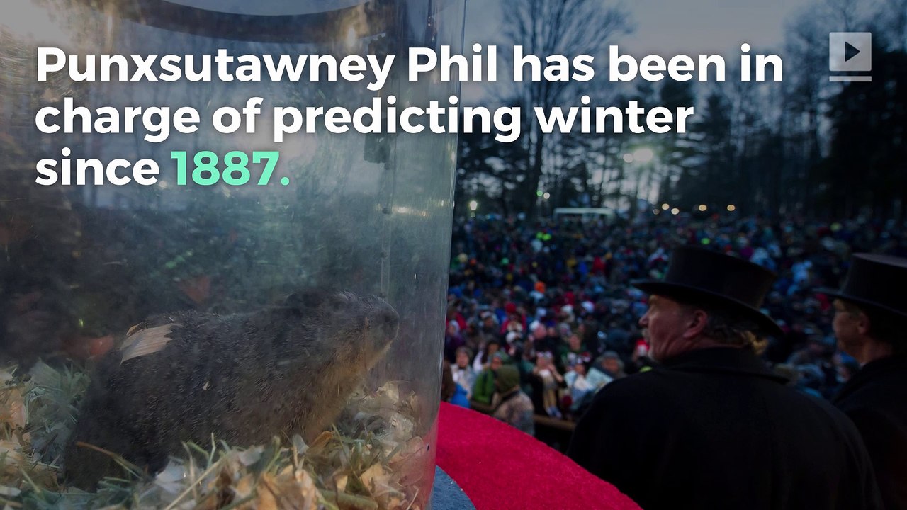 Essential Punxsutawney Phil Facts for Groundhog Day - video Dailymotion