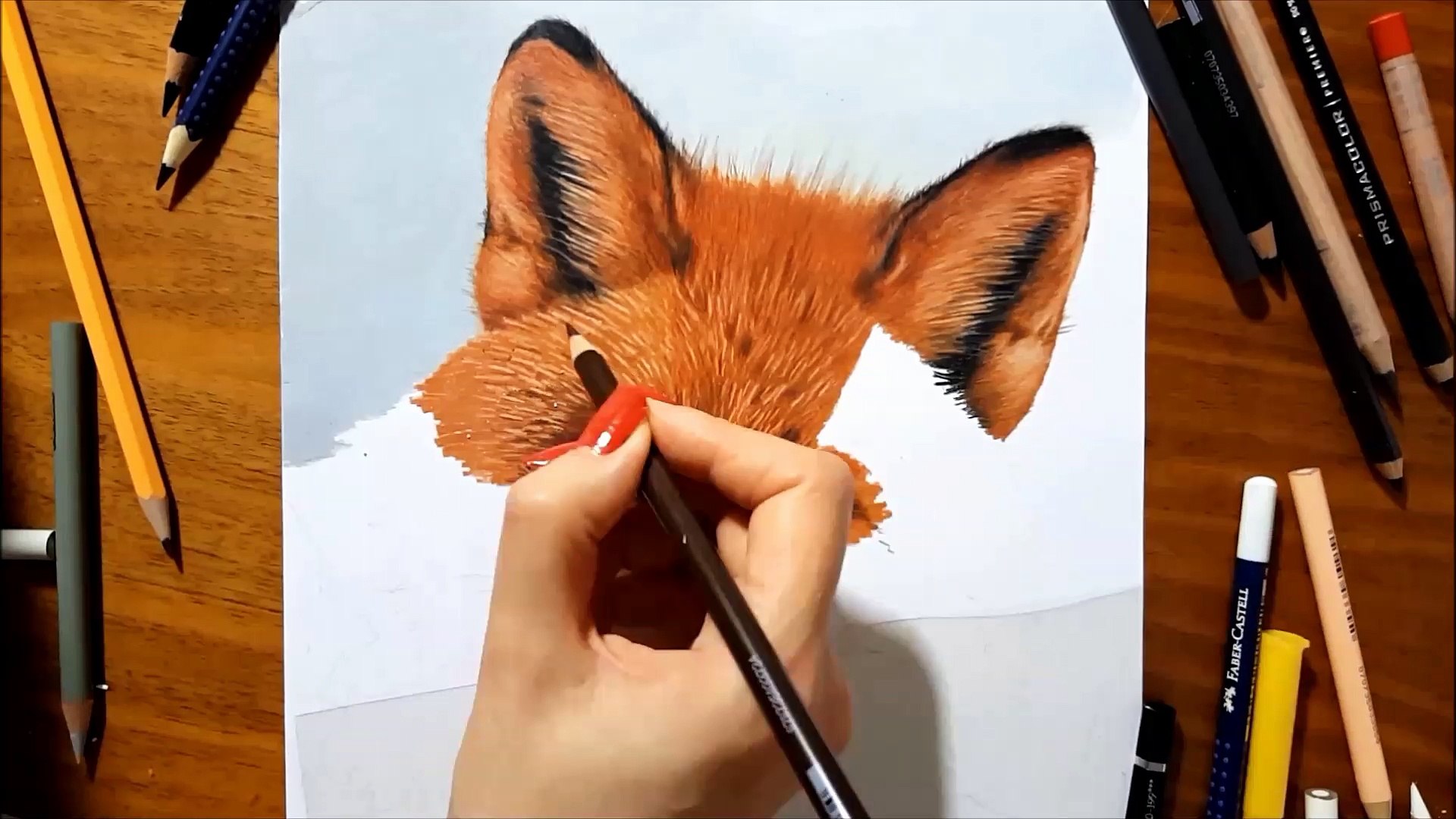 Red Fox Pencil Drawings