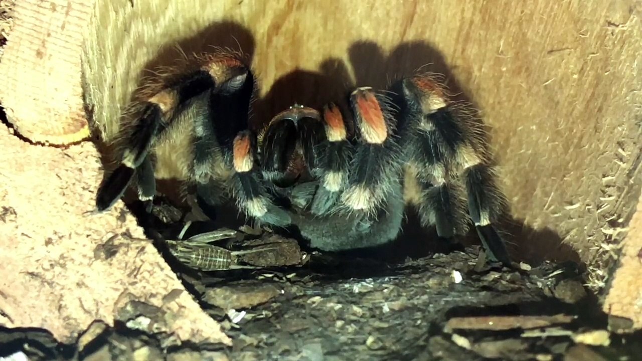 Tarantula Grooming Herself - video Dailymotion