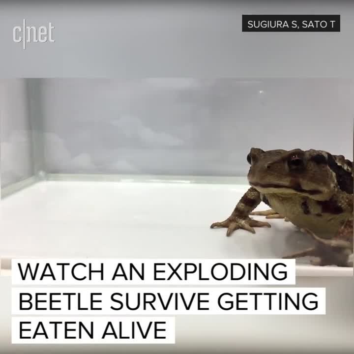 Exploding beetle survives toad's stomach - video Dailymotion