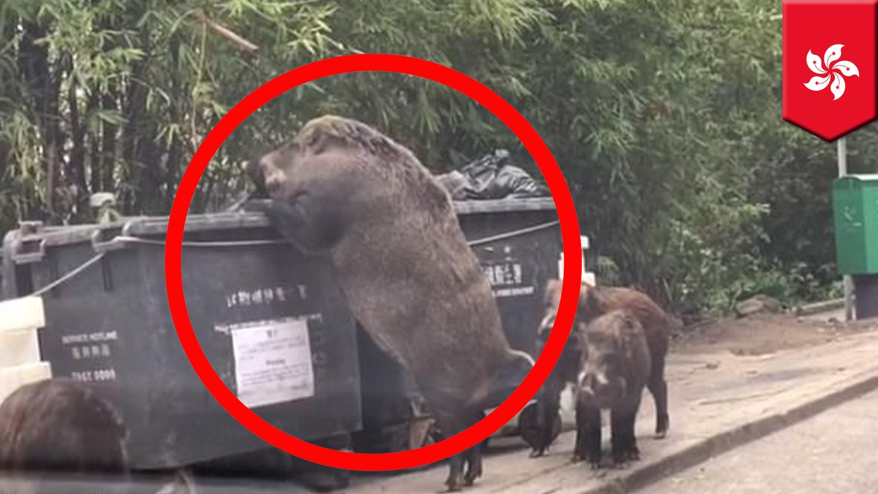 Humongous boar 'PIGZILLA' caught rummaging through bins - video Dailymotion