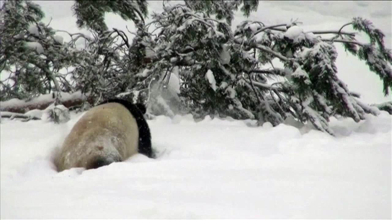 Panda-monium! Giant pandas play in the snow at Finnish zoo - video ...