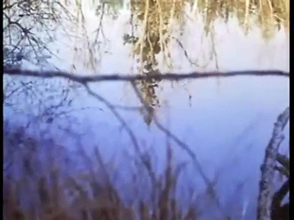 Caged Terror/Golden Apples of the Sun credits - video Dailymotion