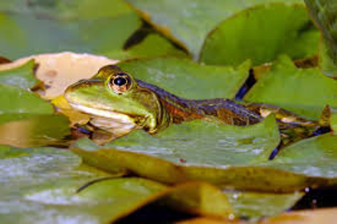 Tout savoir sur les amphibiens - Vidéo Dailymotion