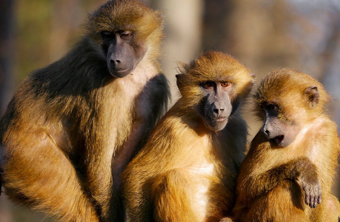 Tout savoir sur les singes - Vidéo Dailymotion