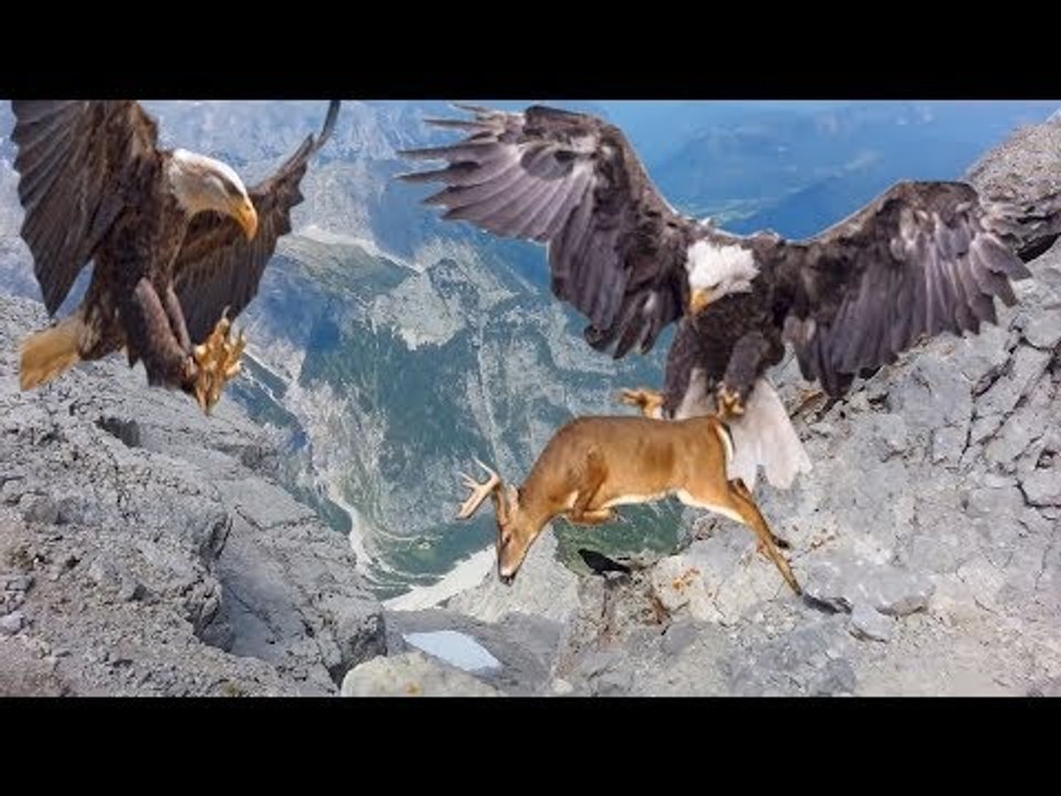 Amazing Wildlife Fights Eagle vs Wild Deer - video Dailymotion