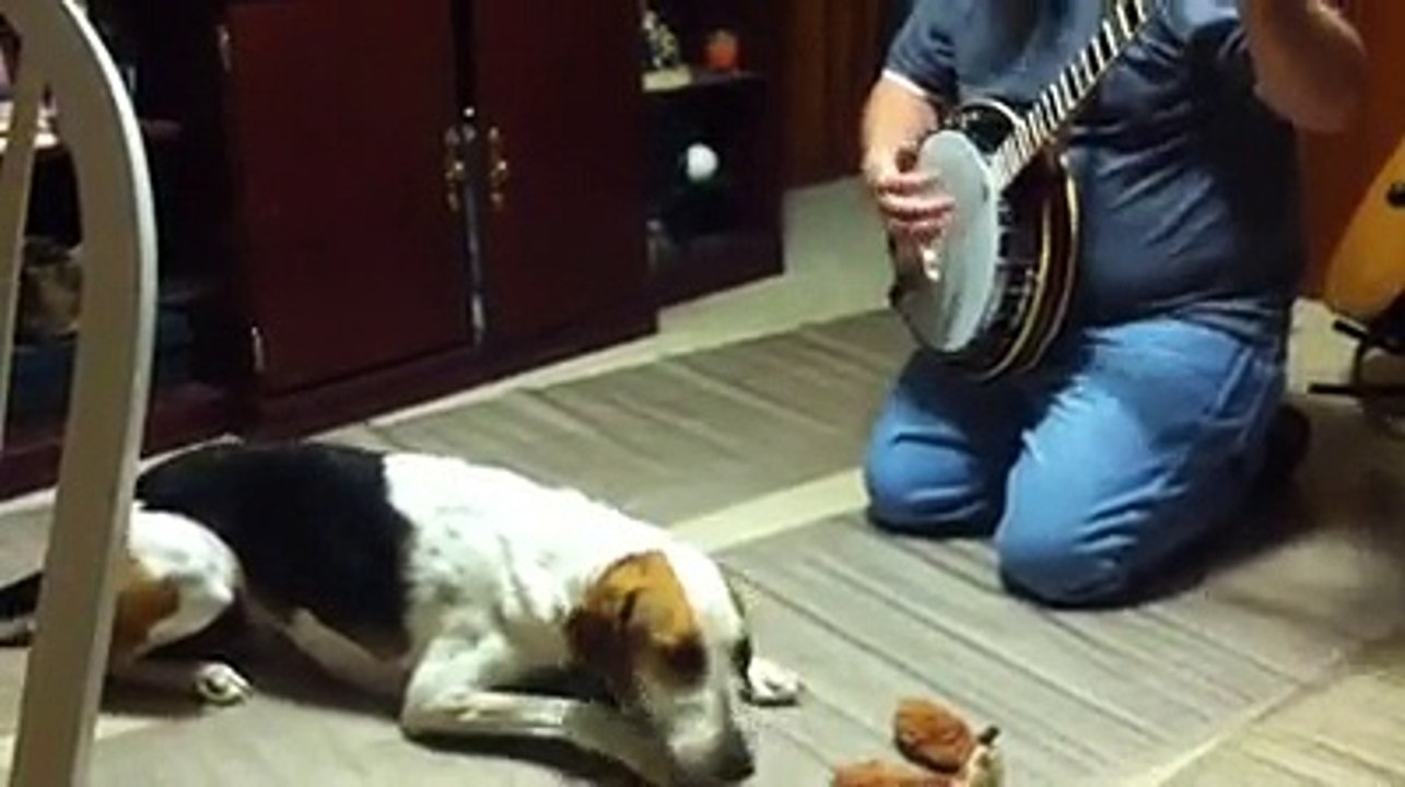 Singing Beagle - video Dailymotion