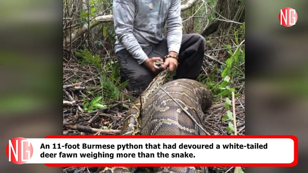 Burmese Python Snacking Deer Bigger Than Itself - video Dailymotion