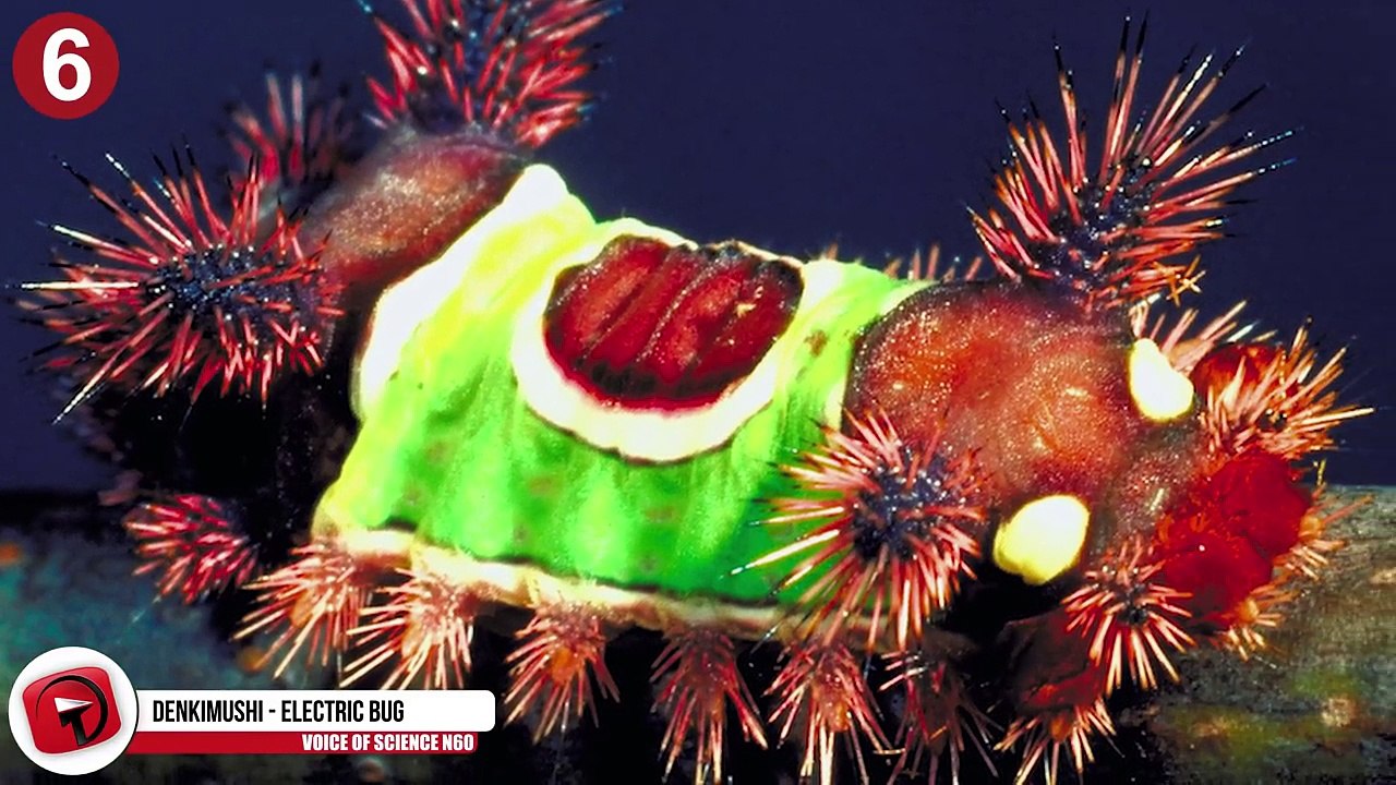 11 Most Terrifying Bugs - video Dailymotion
