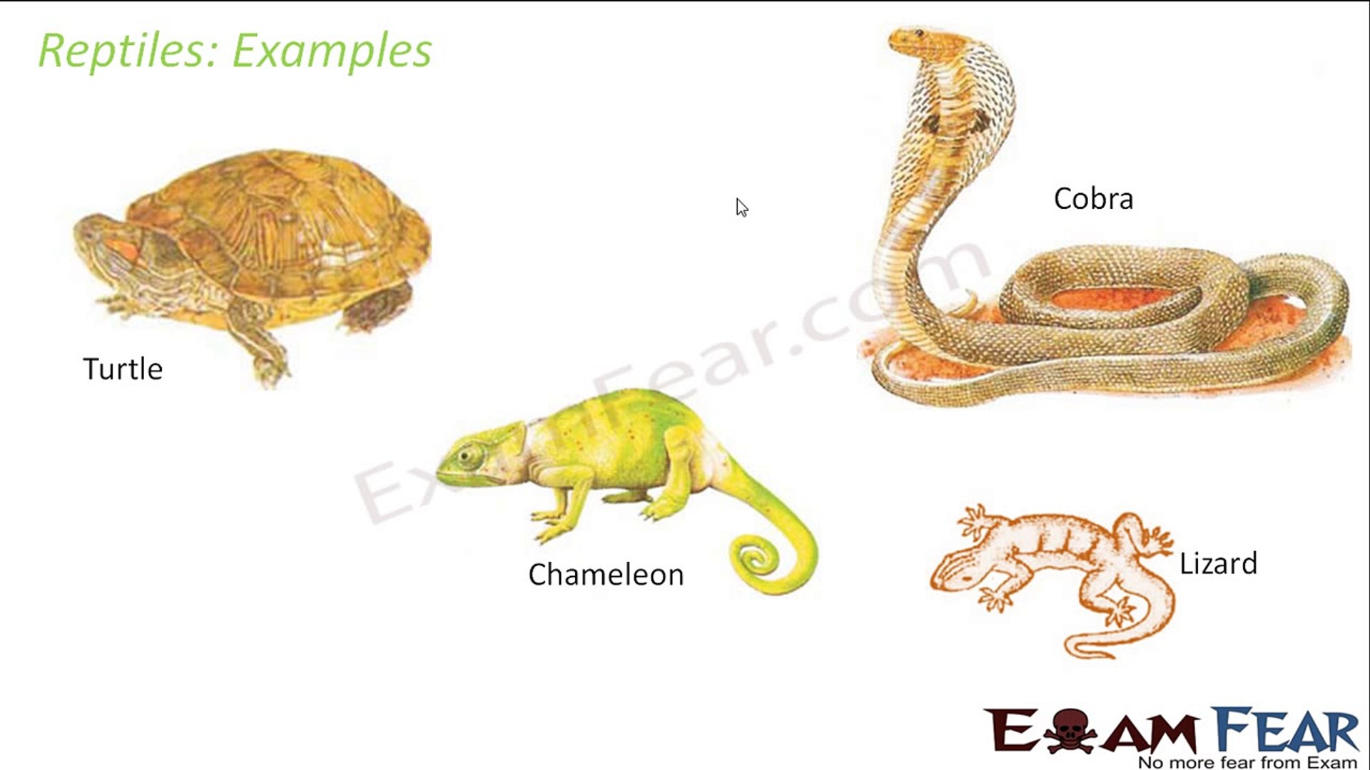 Reptilia Examples