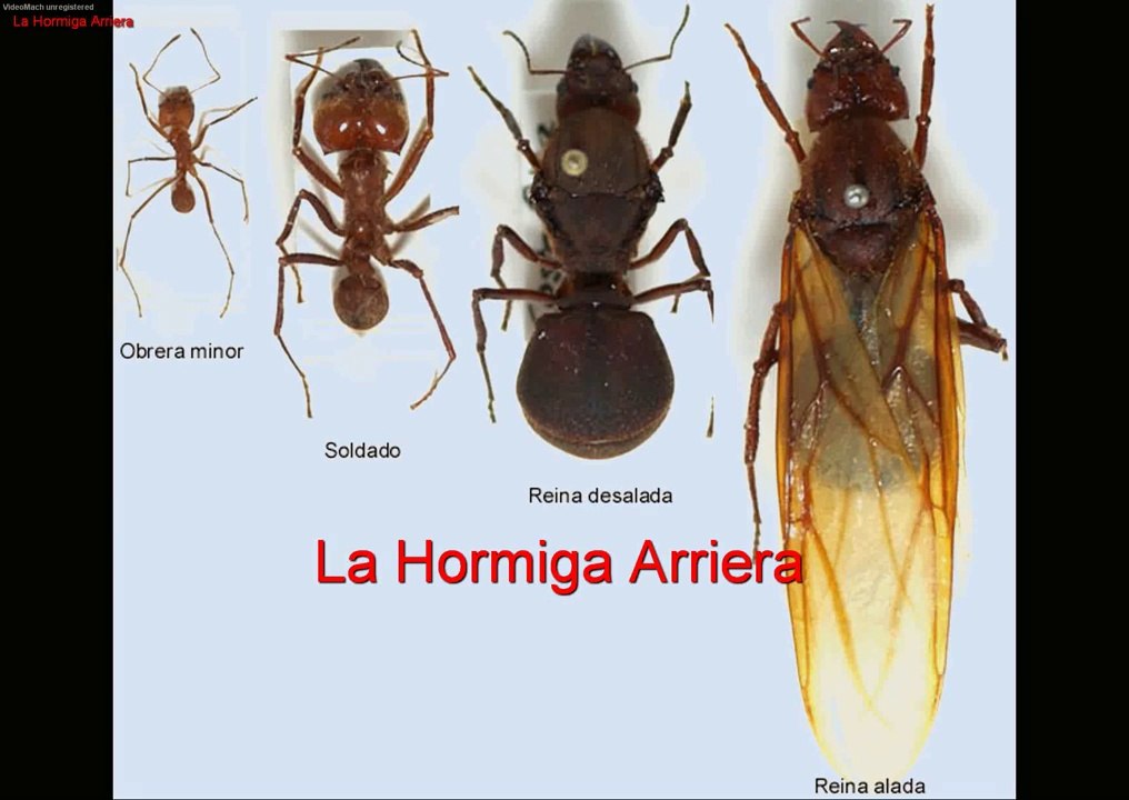 La Hormiga Arriera - Vídeo Dailymotion