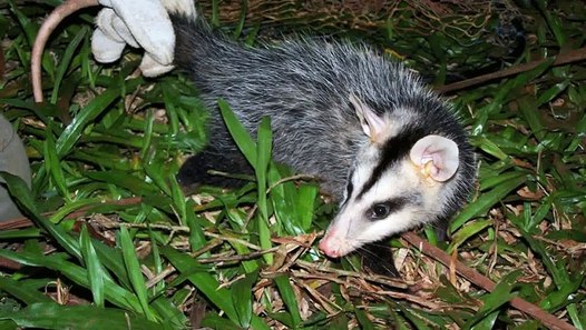 La Chucha Fara o Rumcho - Vídeo Dailymotion