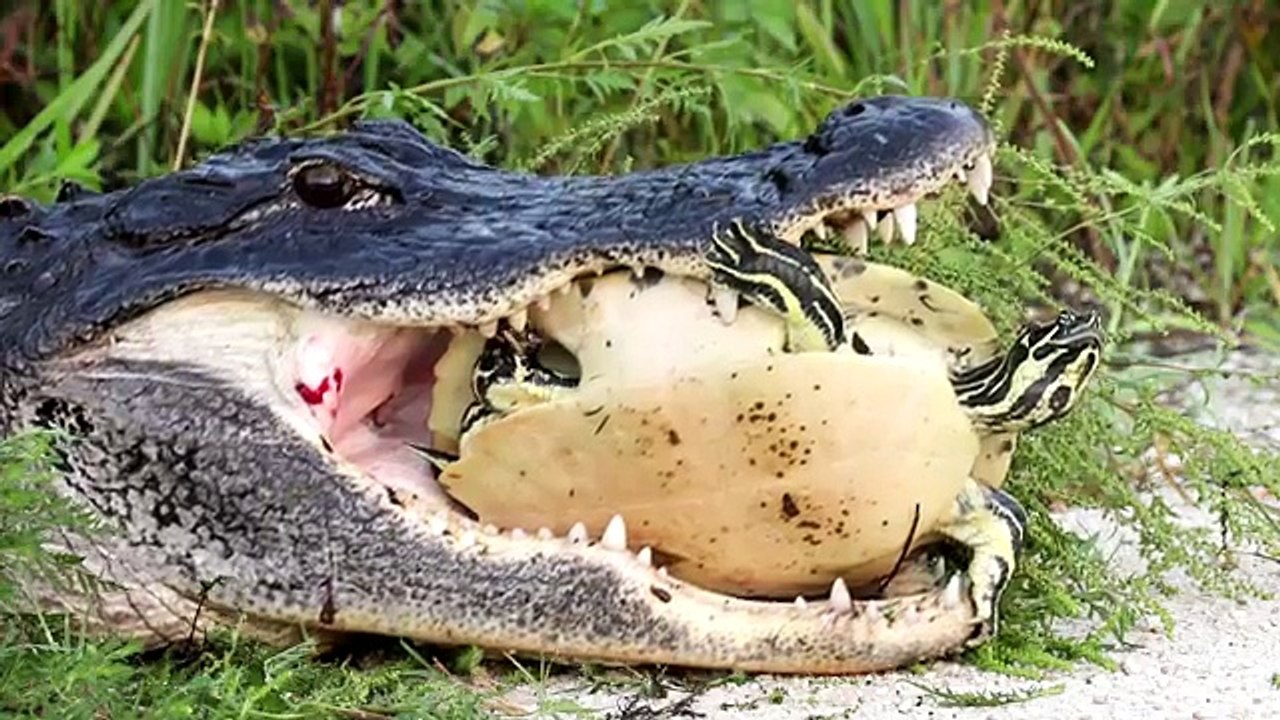 Alligator Attempting To Eat A Turtle - video Dailymotion