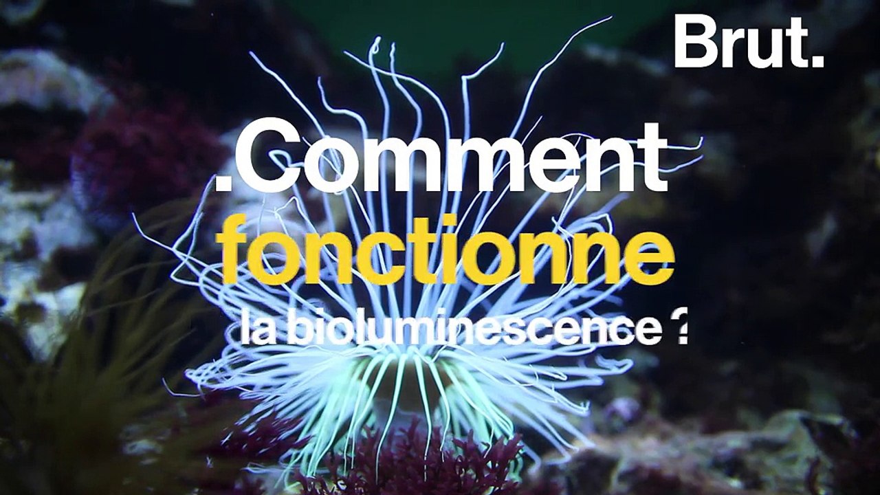 Pourquoi ces animaux brillent-ils dans le noir ? - Vidéo Dailymotion