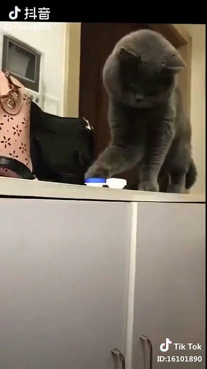 [FUNNY] Bad Cats - Video Dailymotion