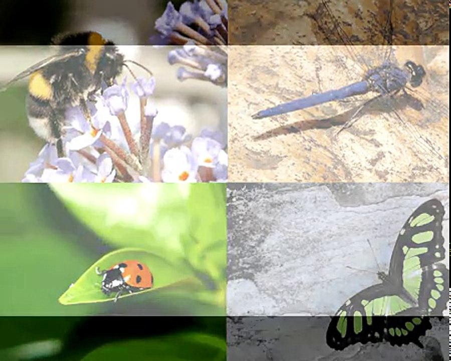 Alphabet Clay Animation / Stopmotion - video Dailymotion