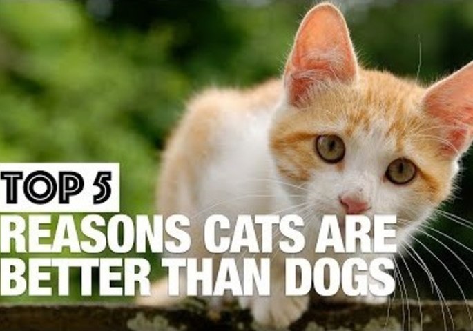 Why Are Cats Better Than Dogs Facts
