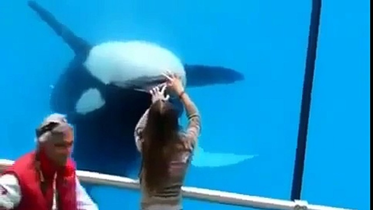Killer Whale And Girl - video Dailymotion