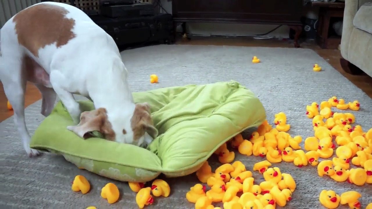 Dog vs Giant Rubber Ducky Prank- Funny Dog Maymo - Video Dailymotion