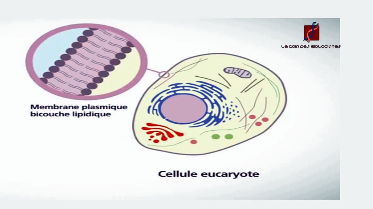 Compartiment et trafic à l’intérieur de la cellule - Vidéo Dailymotion