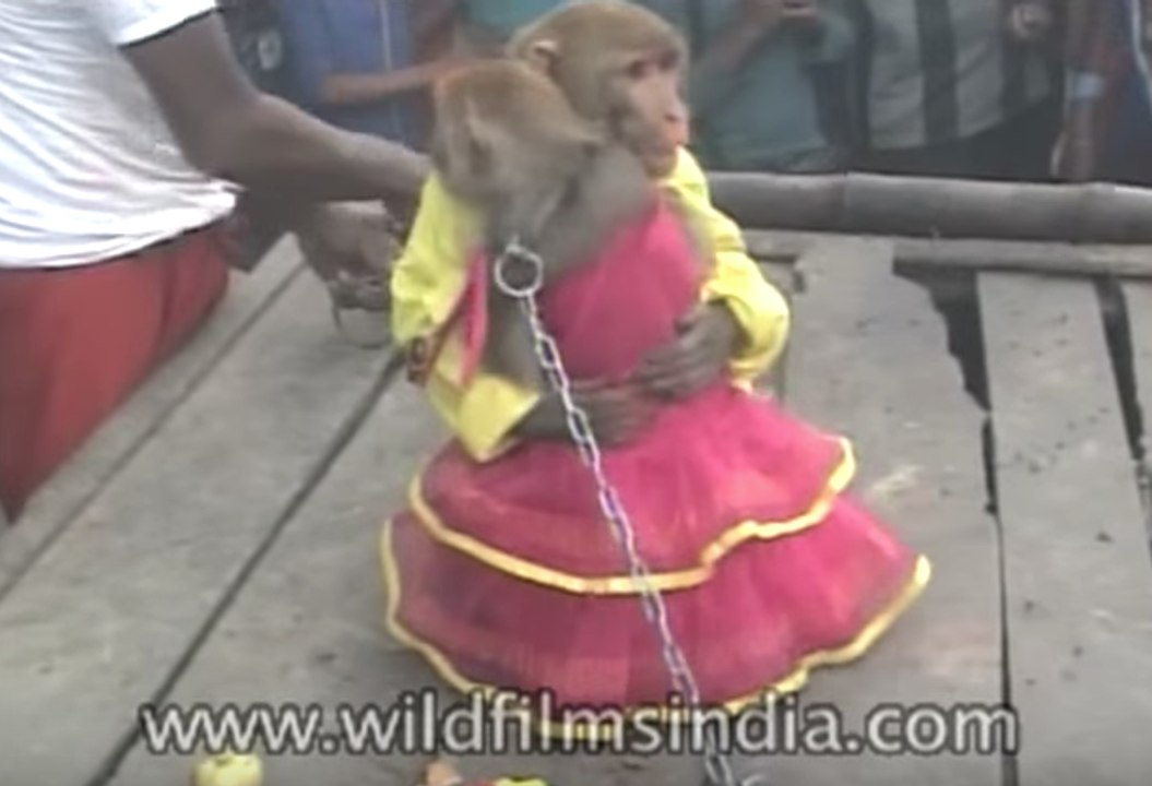 Monkeys getting married off in India!! - video Dailymotion