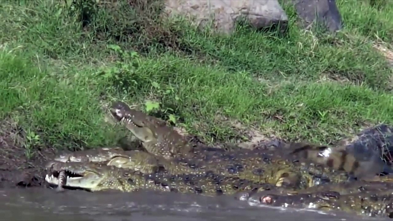 Crocodiles prey on zebra मगरमच्छ ज़ेबरा पर शिकार करते हैं - video ...