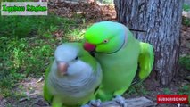 Funny Parrot Compilation: Talking Birds - video Dailymotion
