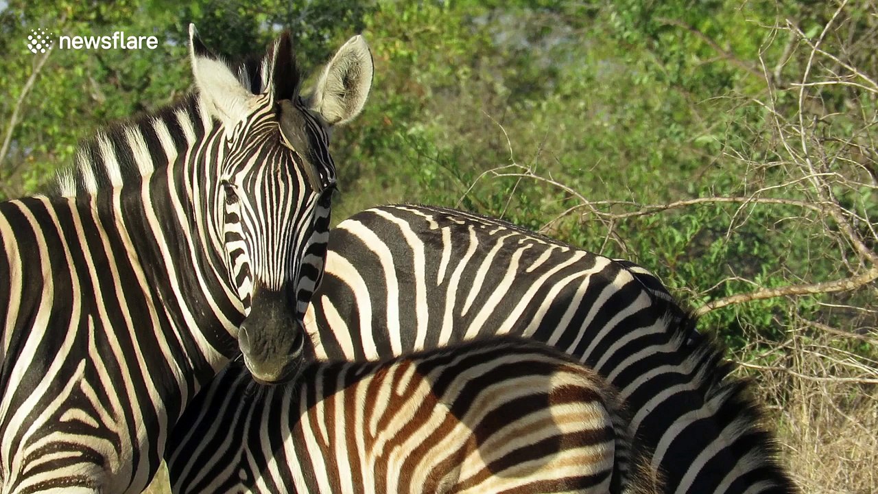 Bird perfectly demonstrates symbiotic relationship with zebra - video ...