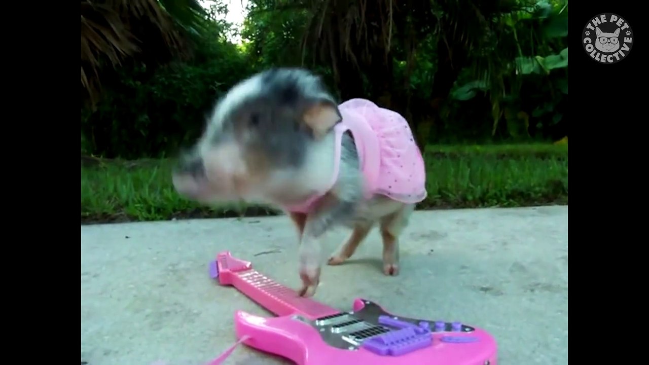 Try Not To Laugh - Funny Pigs Video Compilation 2018 - Video Dailymotion