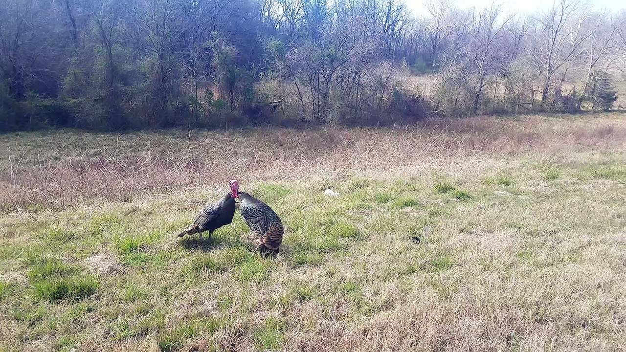 Gobble Squabble - video Dailymotion