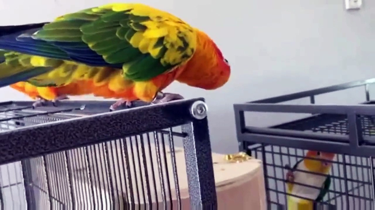 sun conure talking & cages. (birds videos) - Vídeo Dailymotion