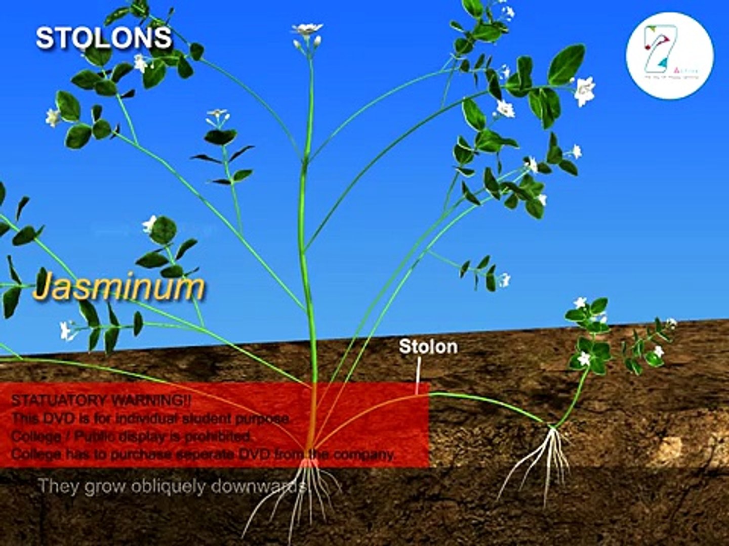 Modifications Of Stem Underground Subaerial And Aerial Modification Of