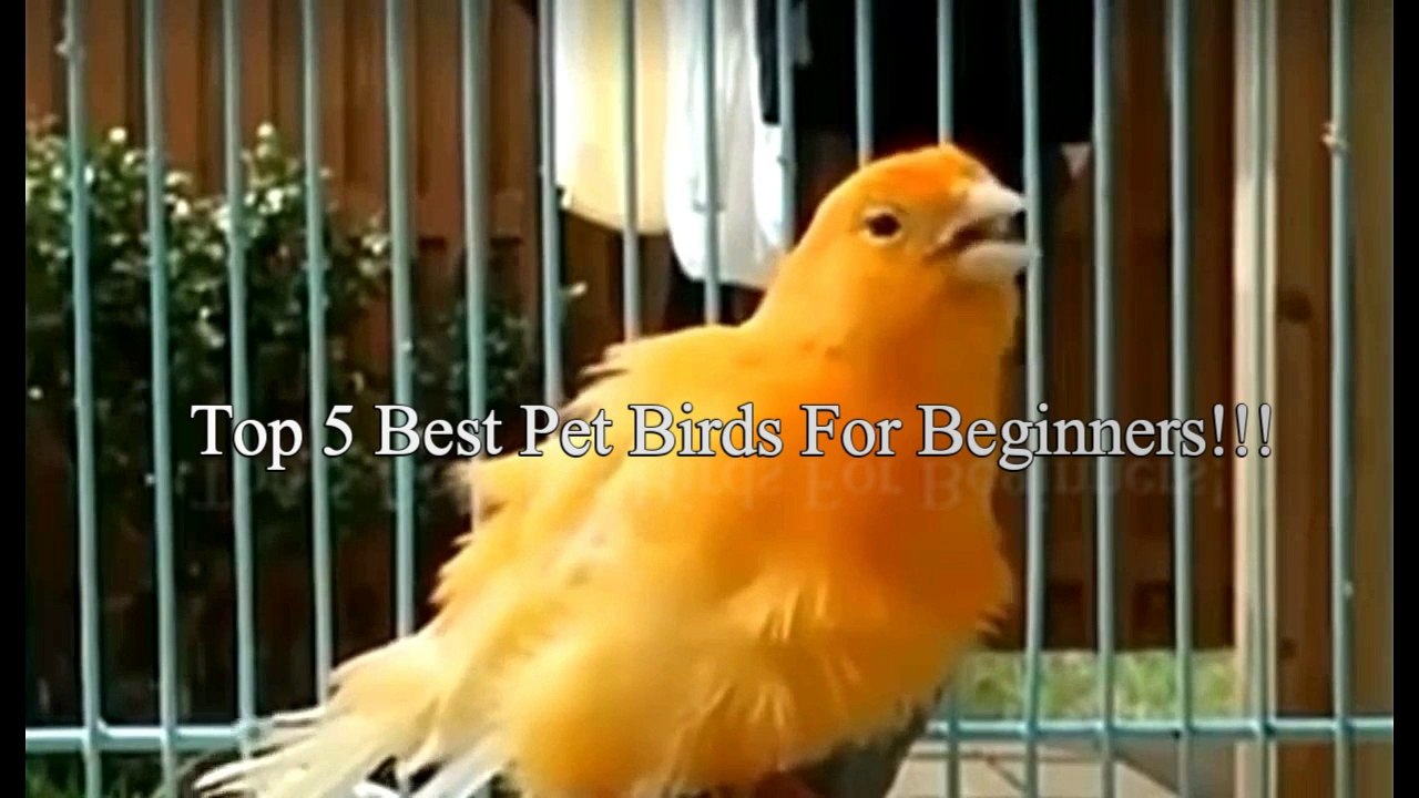 Top 5 Best Bird For Beginners || Beginner Birds - video Dailymotion