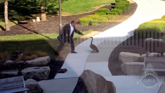 Goose chasing people - Dailymotion Video
