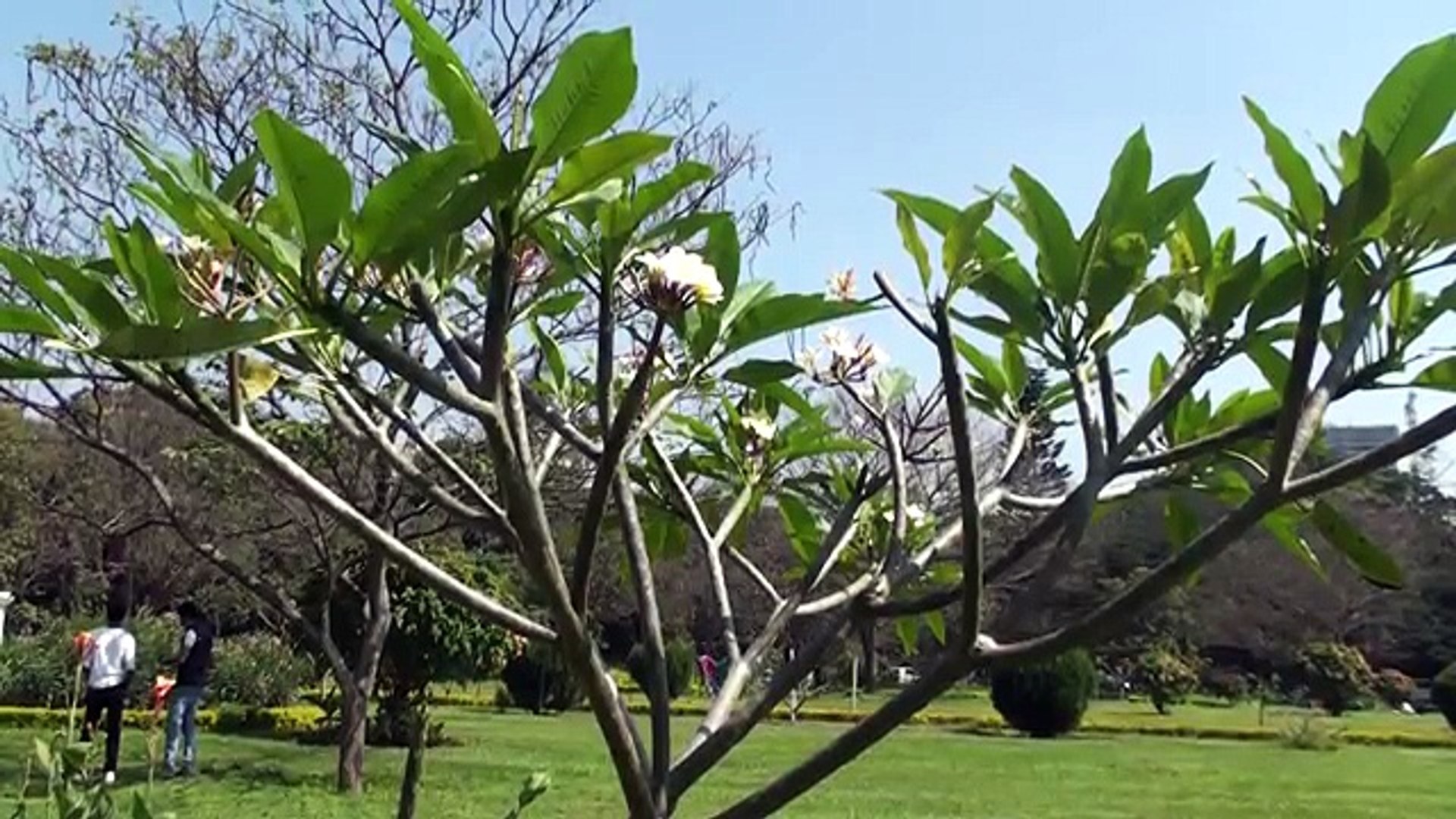 Plumeria Tree