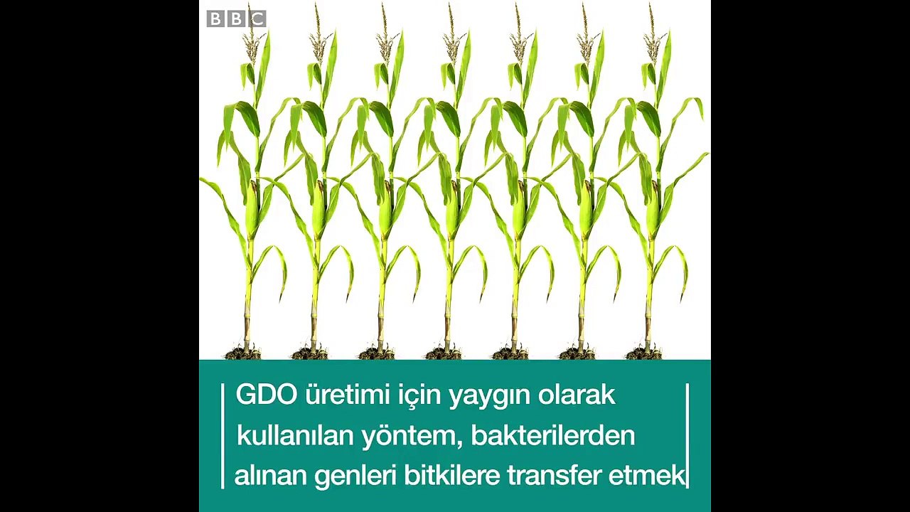 GDO nedir? - Dailymotion Video