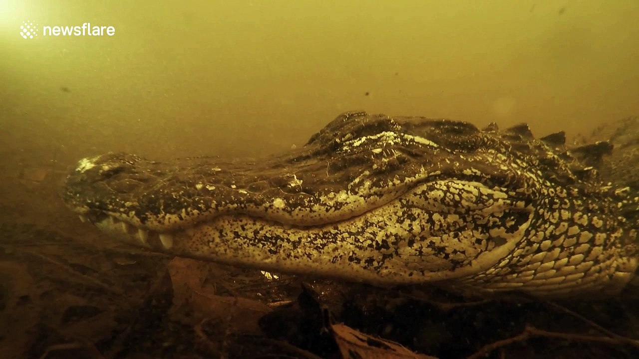 Swimming with alligators: Up close in the Everglades' underwater jungle ...