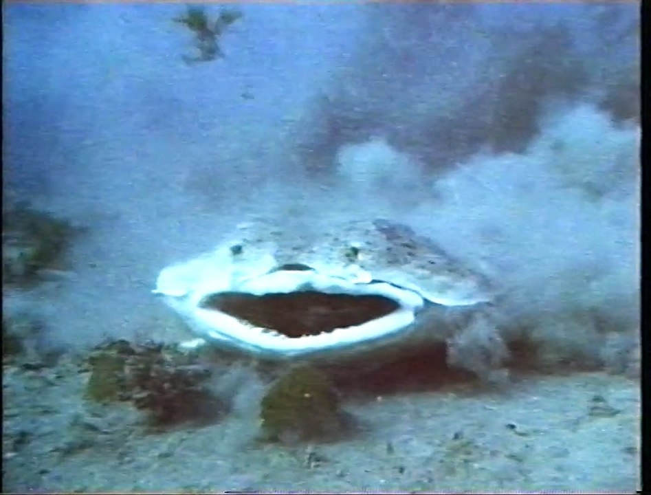 The Extinction Files BBC Documentary 1998 - video Dailymotion