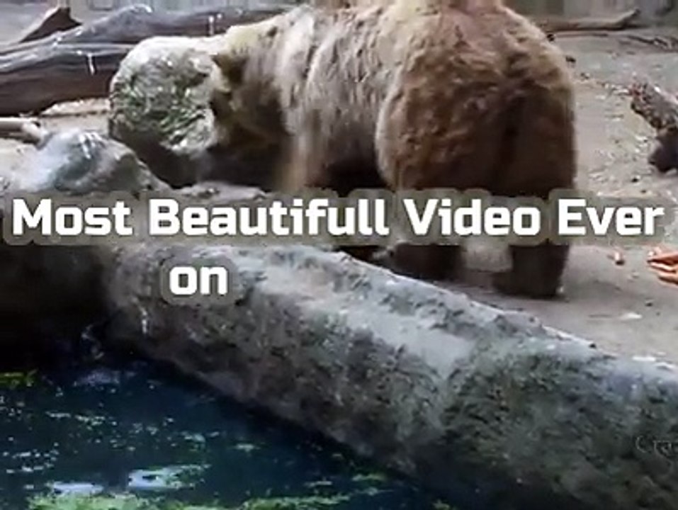 BEST ANIMALS VIDEO - video Dailymotion